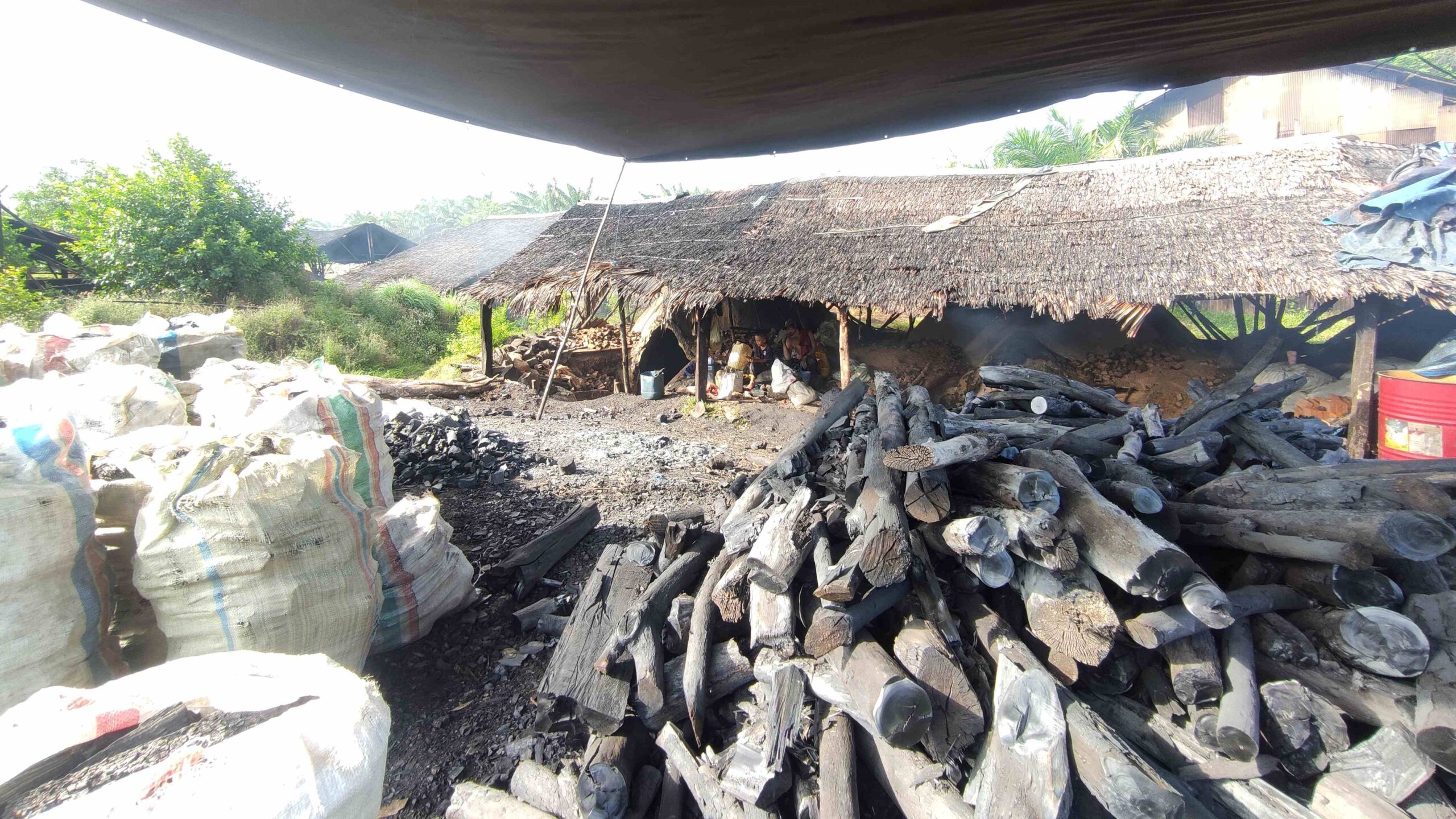 Arang Kayu: Dari Hutan ke Api – Memahami Proses Produksi ...